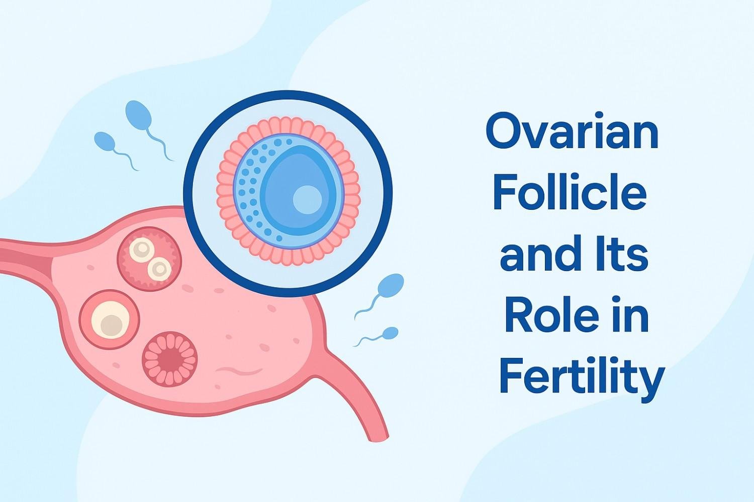 Understanding Ovarian Follicles and Their Role in Female Fertility ...